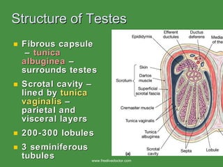 Reproductive System | PPT