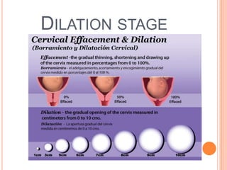 Reproductive system | PPT