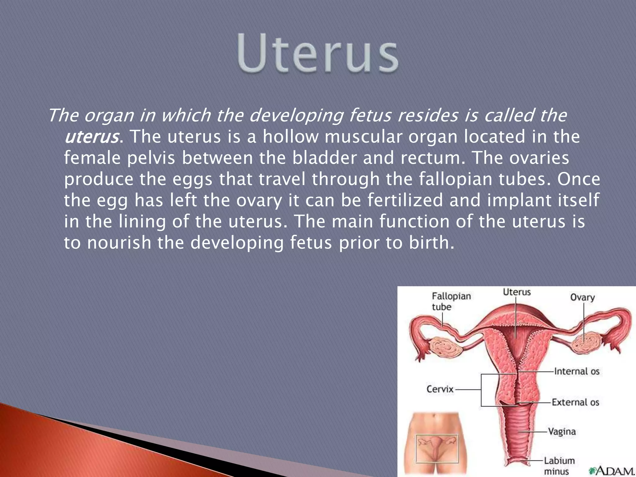 Reproductive system | PPT