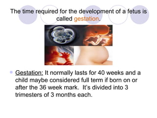 Female Reproductive system | PPT