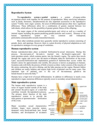 Reproductive system | DOCX