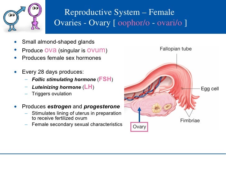 Reproductive system