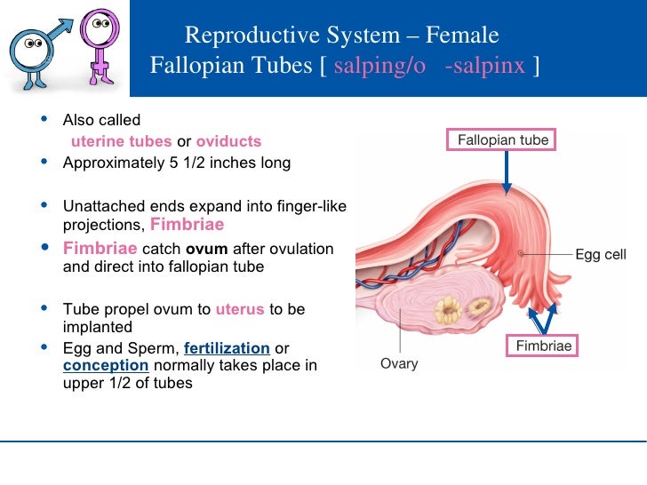 Reproductive system