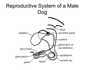 Reproductive system | PPT