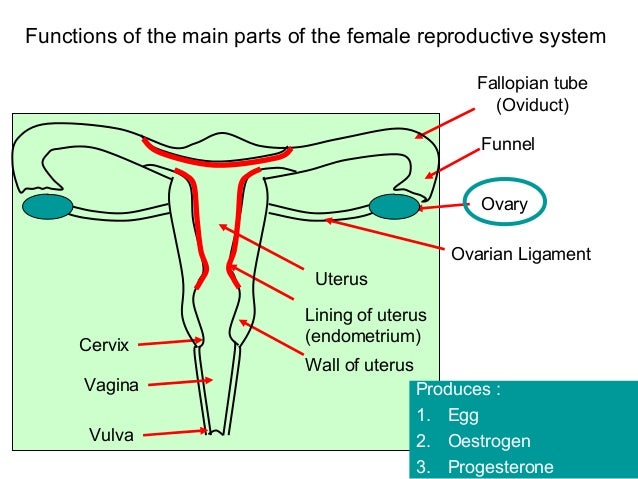 Female Parts Of Reproductive System Draw A Well Labelled Diagram Of Female Parts Of Reproductive System Draw A Well Labelled Diagram Of