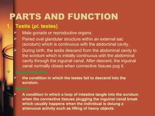Reproductive system | PPT | Infertility | Reproductive Health