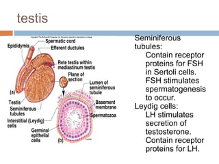 Reproductive system | PPT