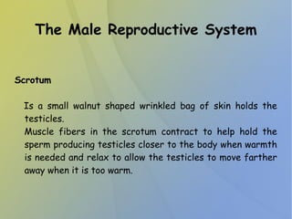 Reproductive system | PPT
