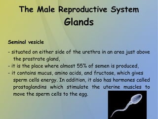 Reproductive system | PPT