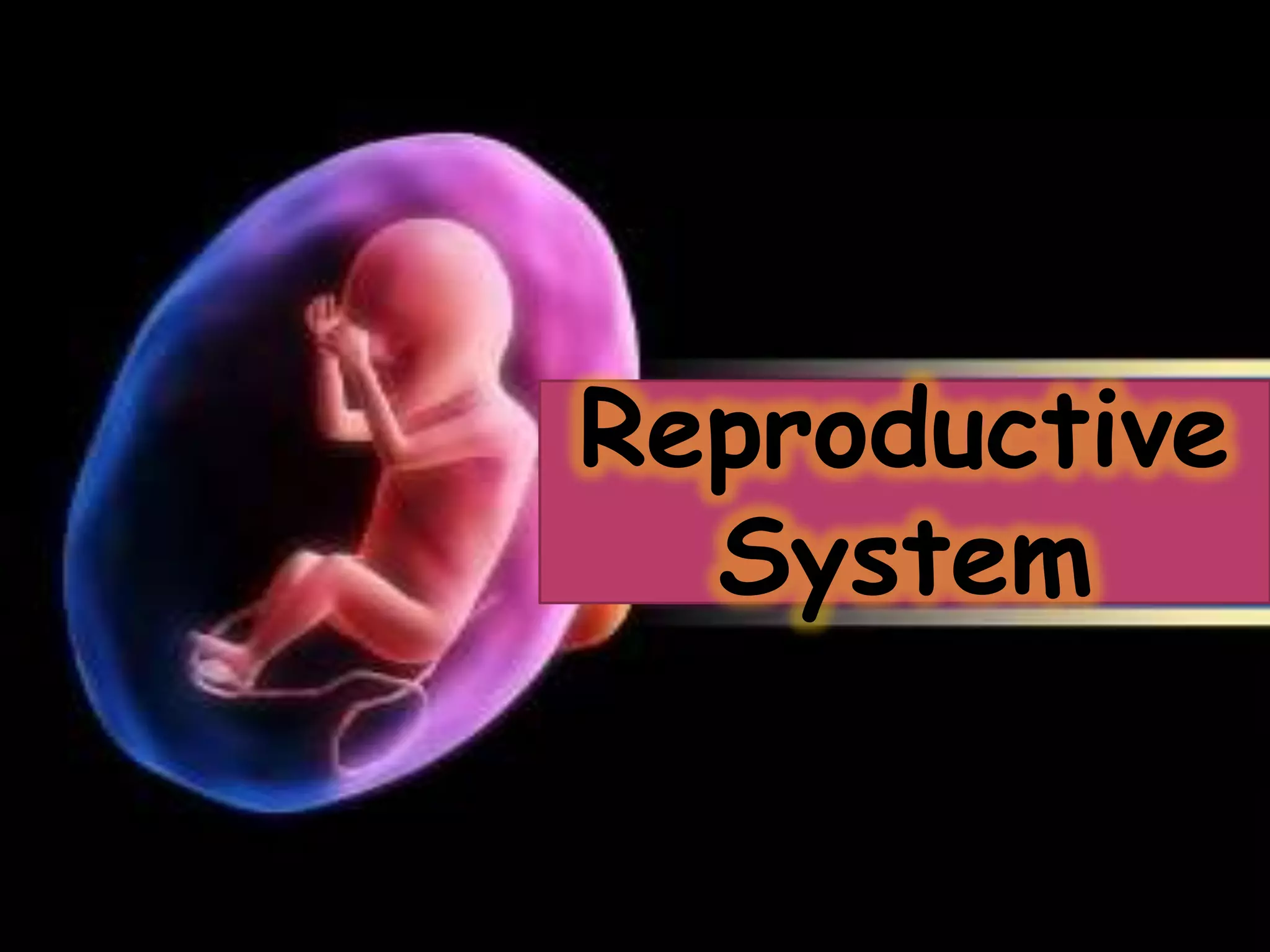 Reproductive system | PPTX