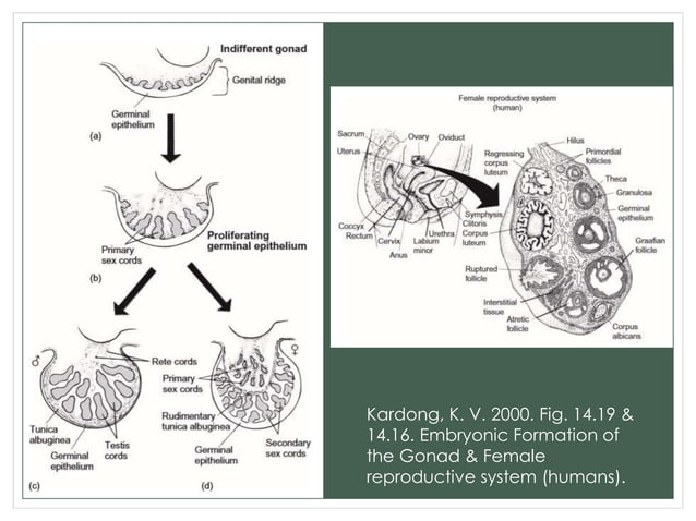 Comparative Anatomy - Reproductive System | PPTX