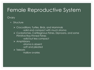 Comparative Anatomy - Reproductive System | PPTX
