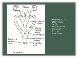 Comparative Anatomy - Reproductive System | PPTX