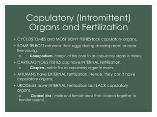 Comparative Anatomy - Reproductive System | PPTX