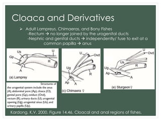 Comparative Anatomy - Reproductive System | PPTX
