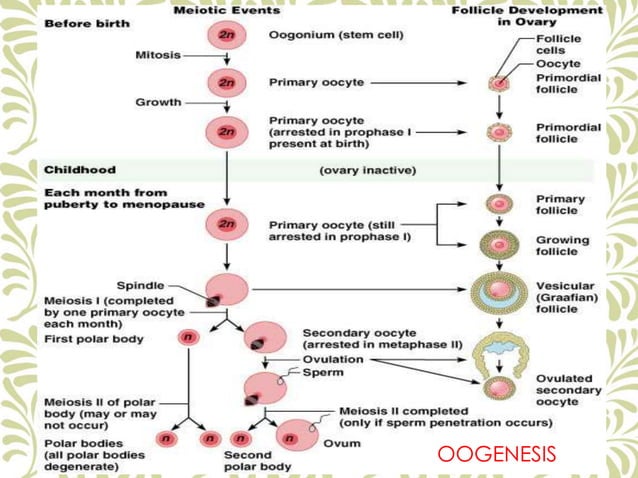 Comparative Anatomy - Reproductive System | PPTX