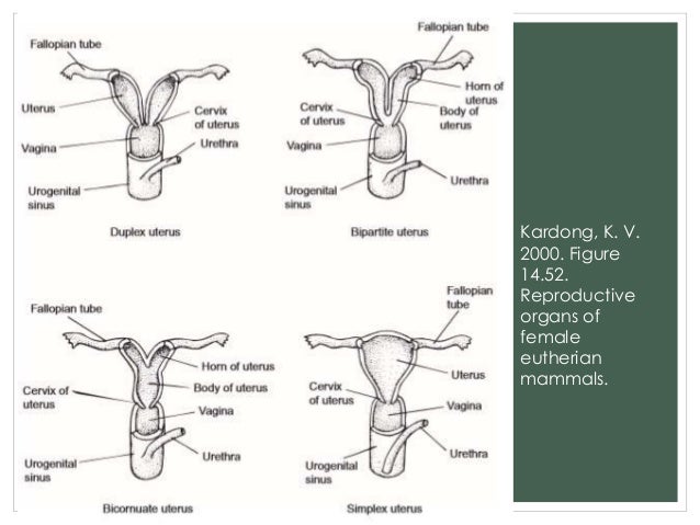 Comparative Anatomy - Reproductive System