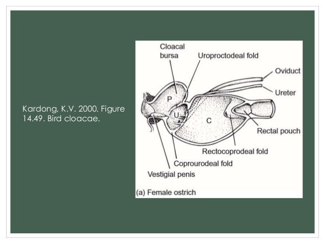 Comparative Anatomy - Reproductive System