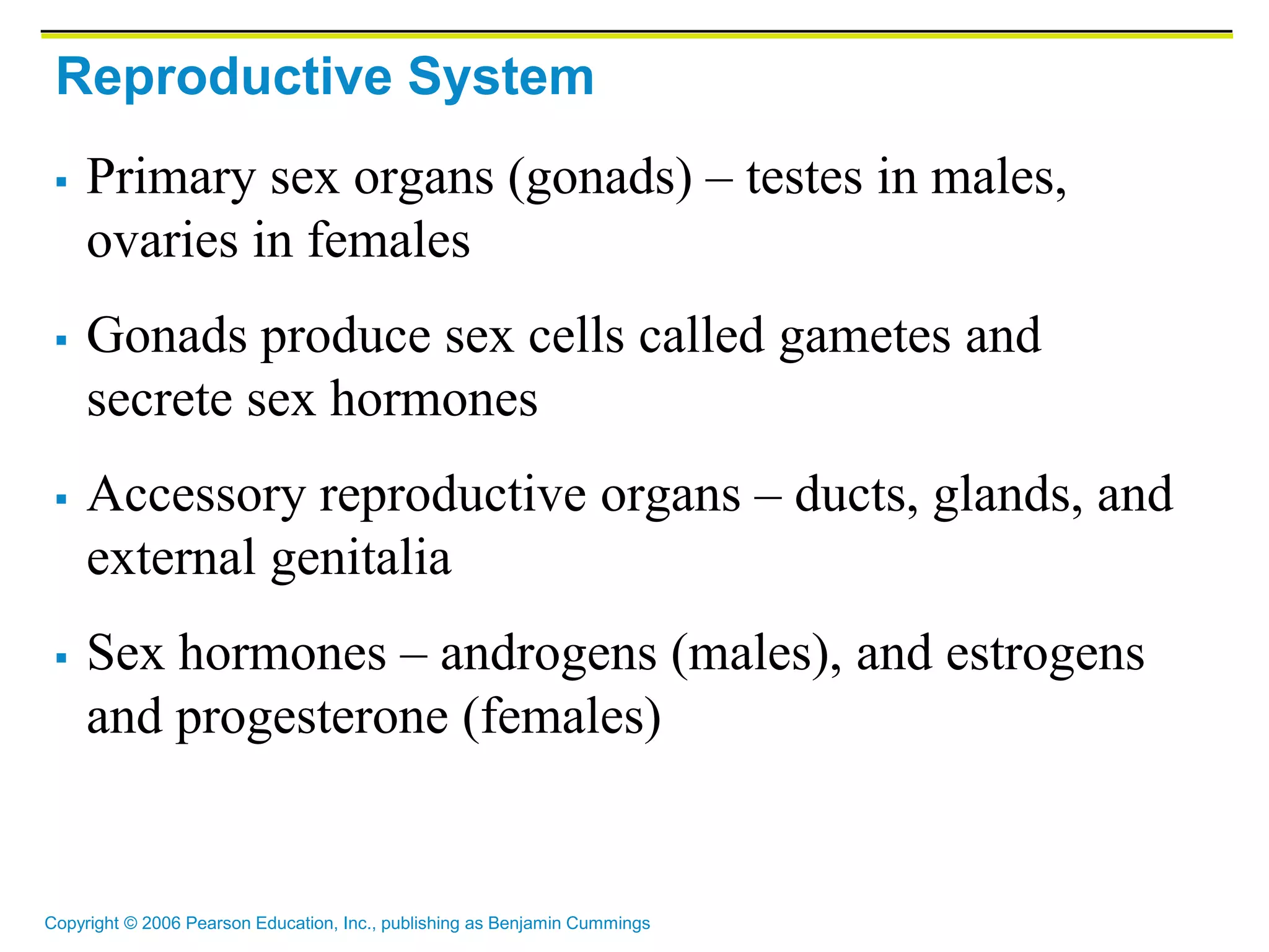 Reproductive system | PDF