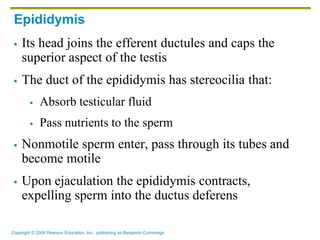 Reproductive system | PDF