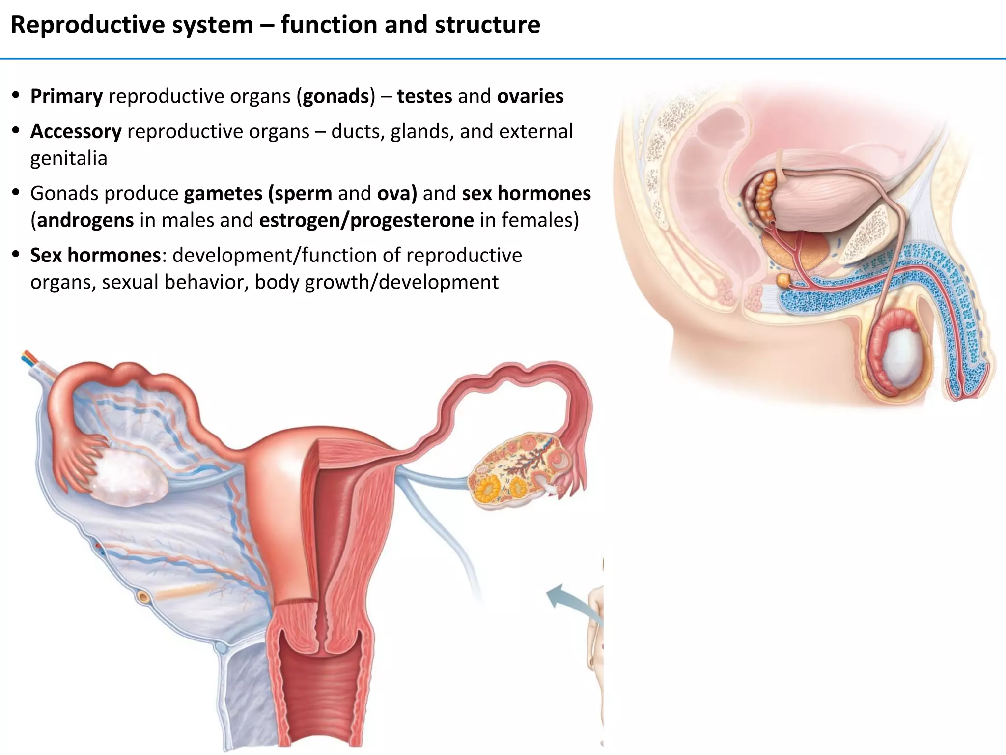 Reproductive system | PPT