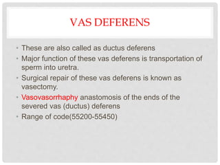 Reproductive system-CPT Coding | PPTX