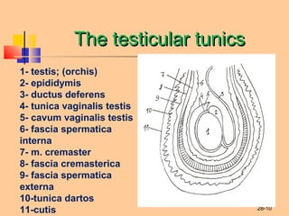 Reproductive system | PPT