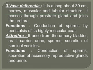 Reproductive system | PPTX | Pregnancy | Reproductive Health