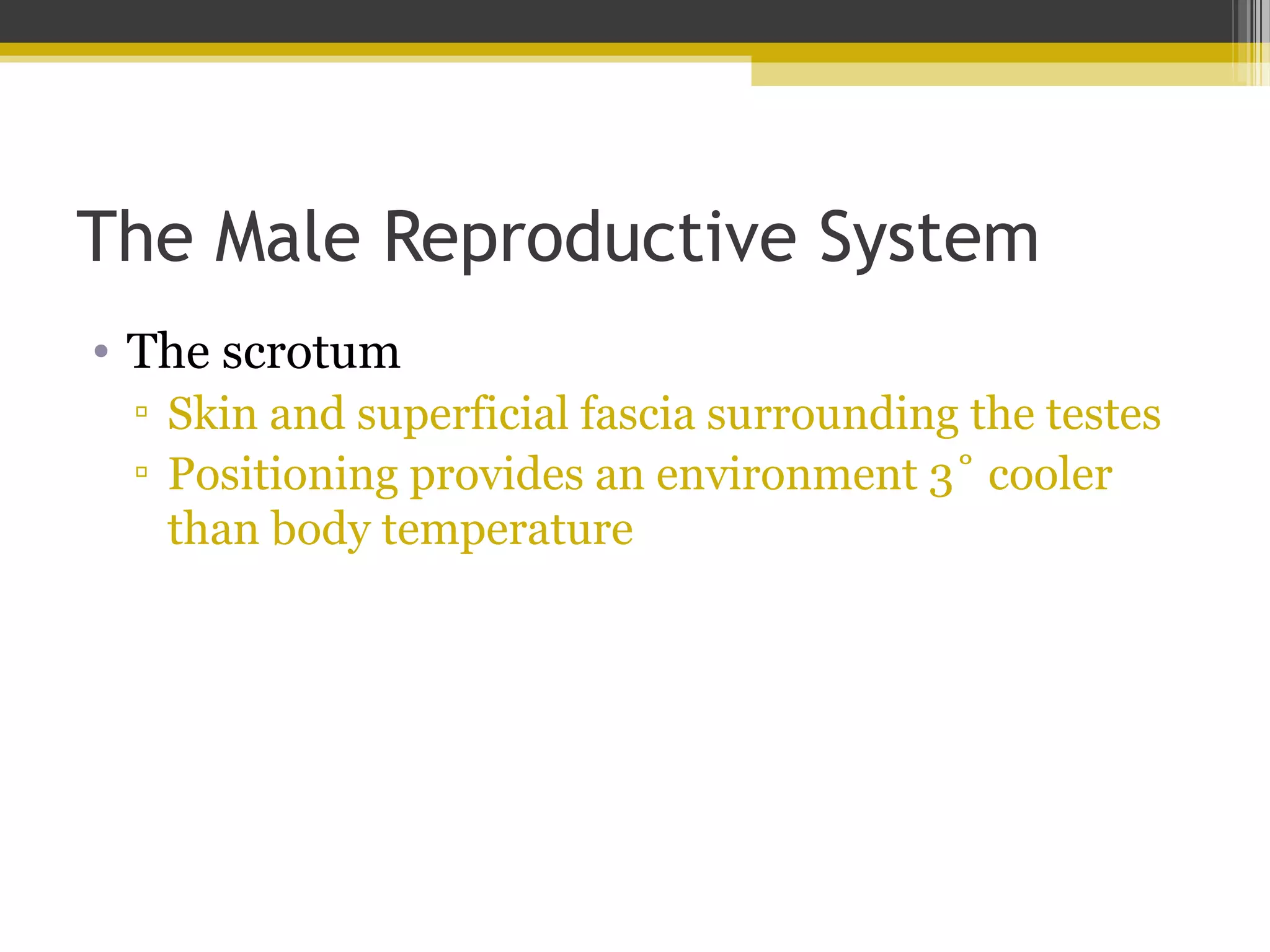 Reproductive System | PPT