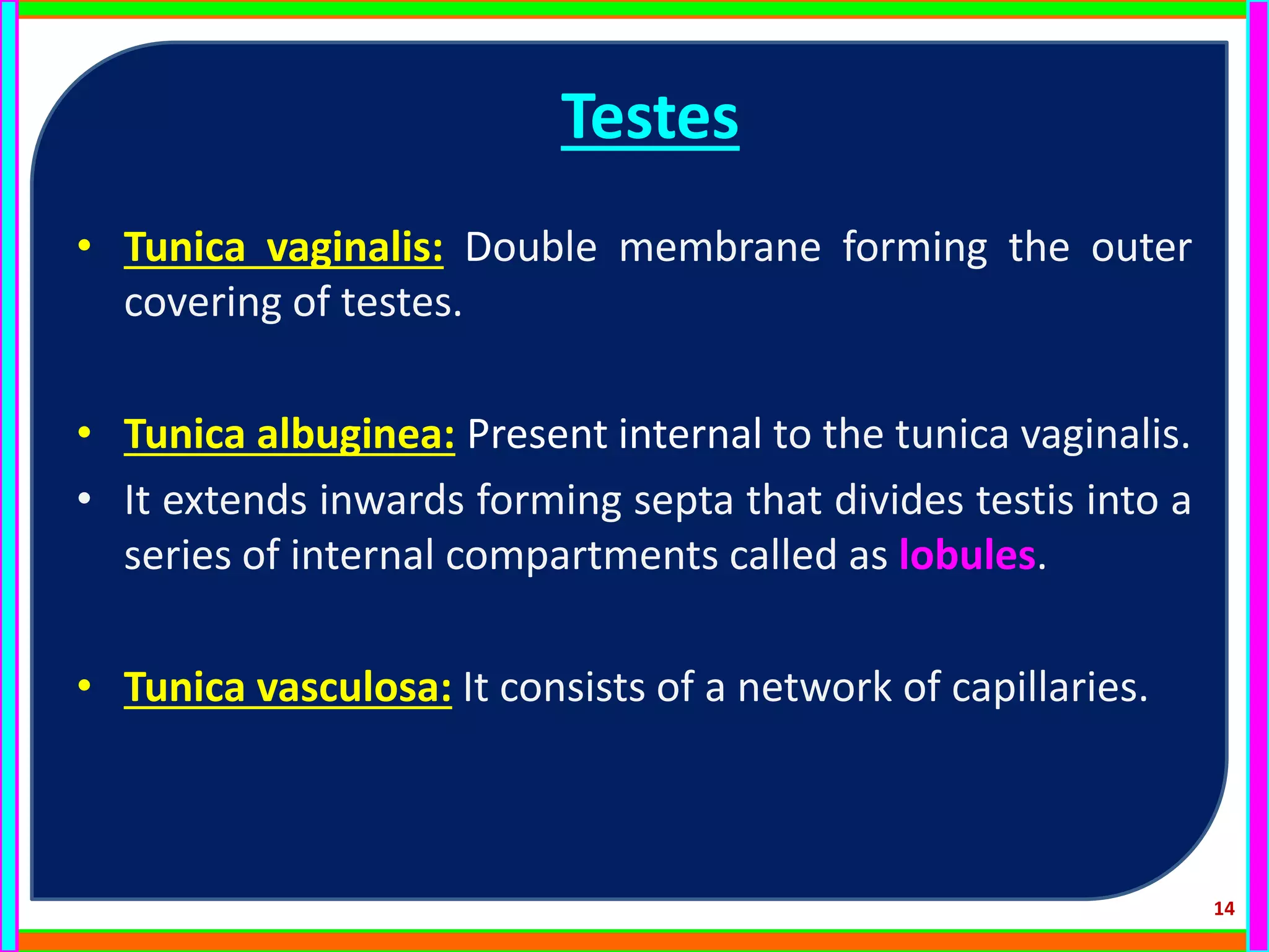 Reproductive system | PPTX