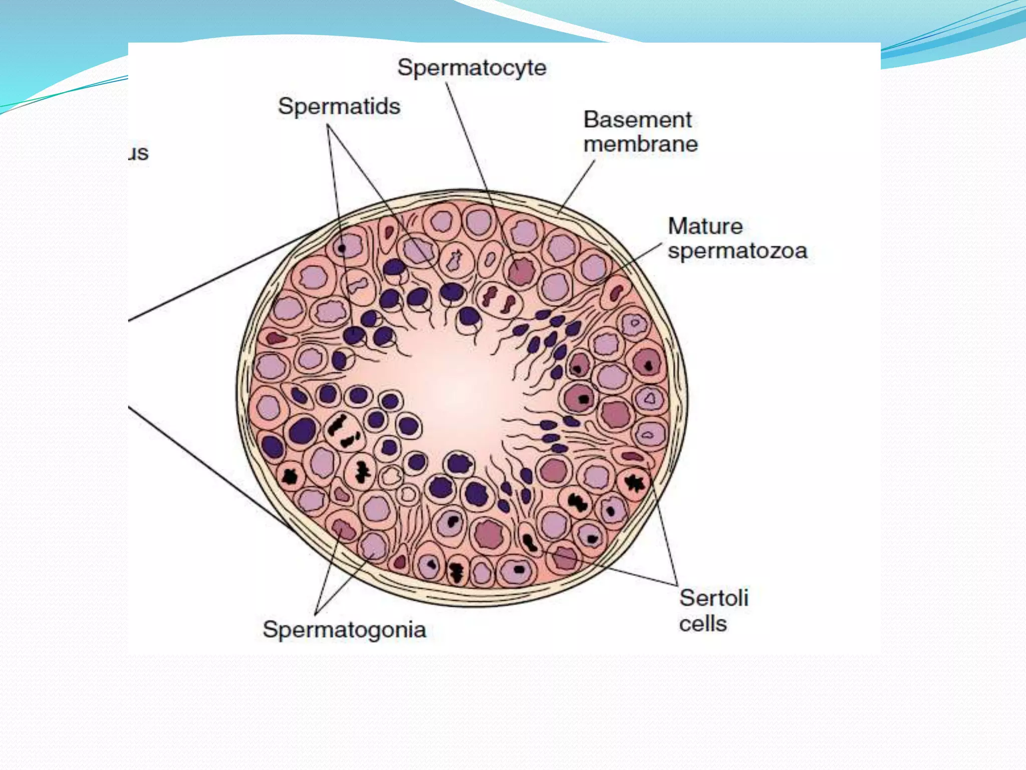 Human Reproductive system: Anatomy and physiology | PPTX