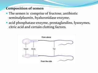 Human Reproductive system: Anatomy and physiology | PPTX