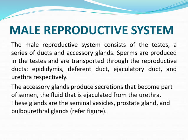 Human Reproductive system: Anatomy and physiology | PPTX | Infertility ...