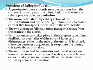 Human Reproductive system: Anatomy and physiology | PPTX
