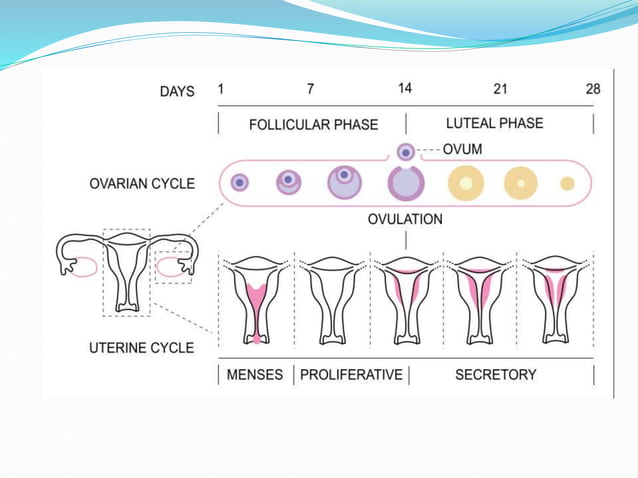 Human Reproductive system: Anatomy and physiology | PPTX | Infertility ...