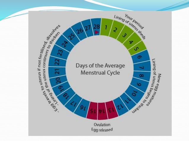 Human Reproductive system: Anatomy and physiology | PPTX | Infertility ...