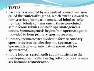 Human Reproductive system: Anatomy and physiology | PPTX