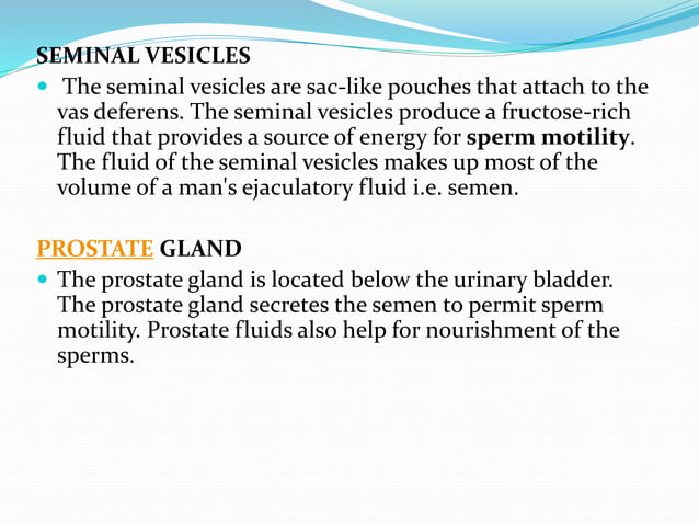 Reproductive System Diagram