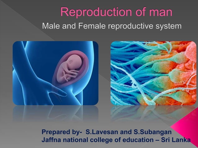 Reproductive system | PPT