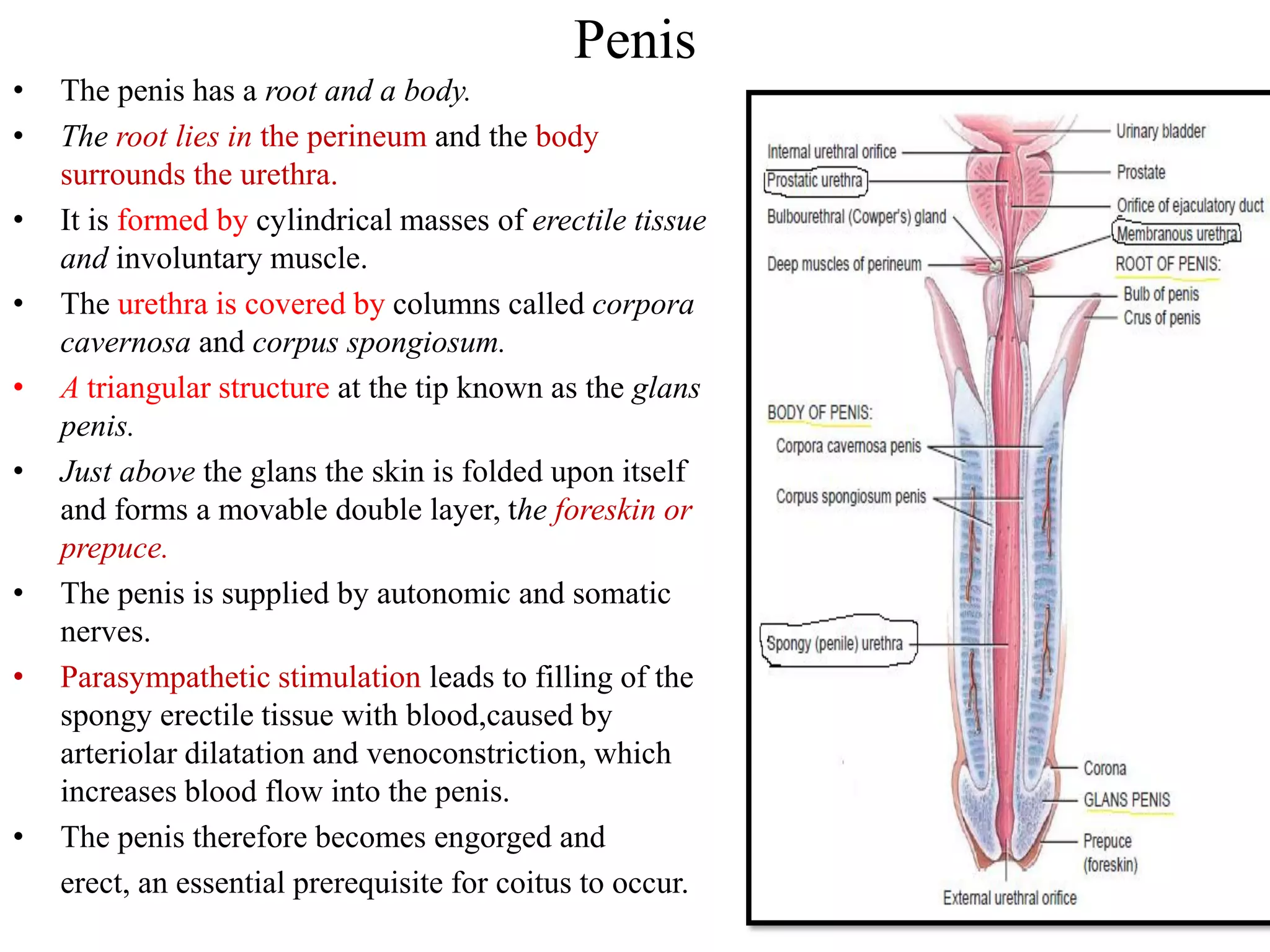 Reproductive system | PDF