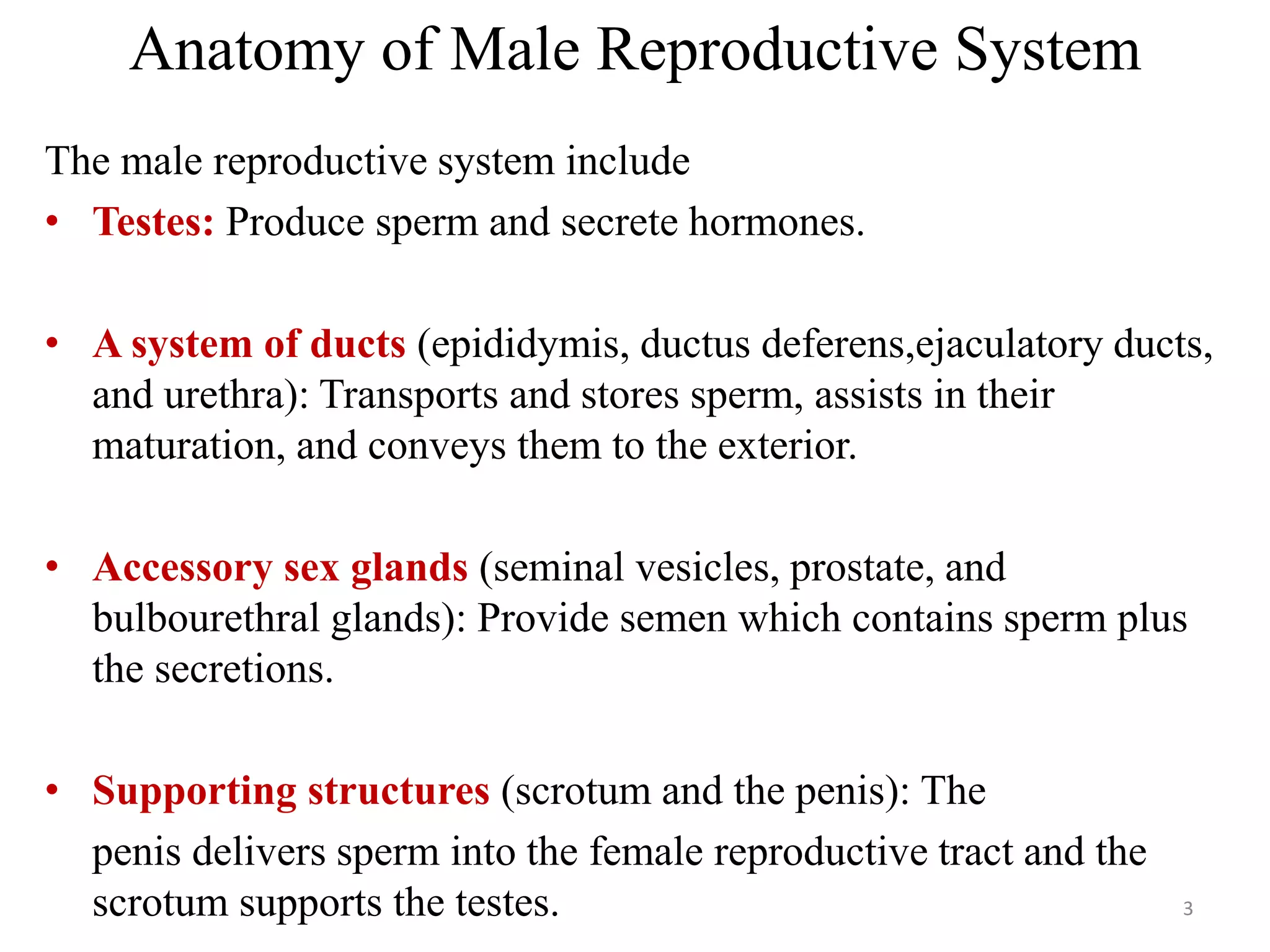 Reproductive system | PDF