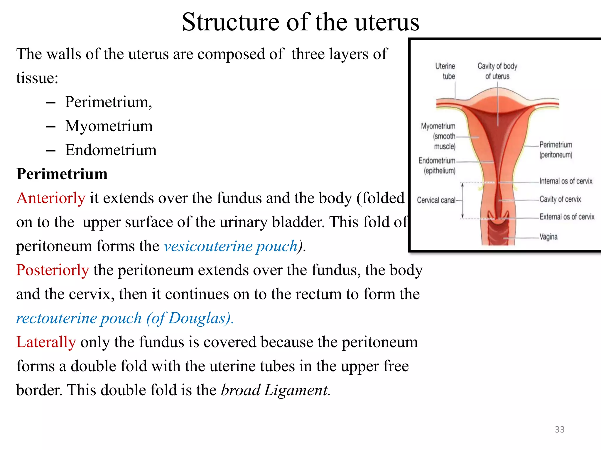 Reproductive system | PDF