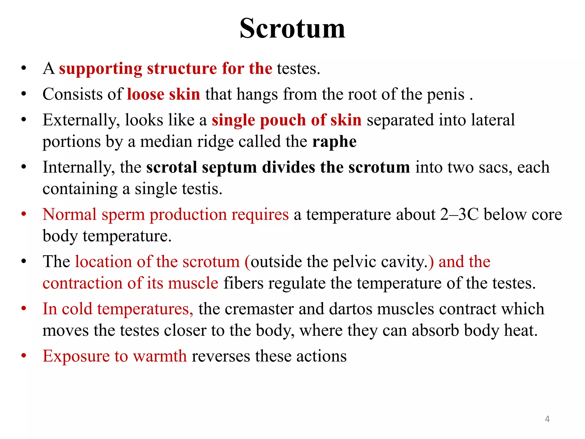 Reproductive system | PDF