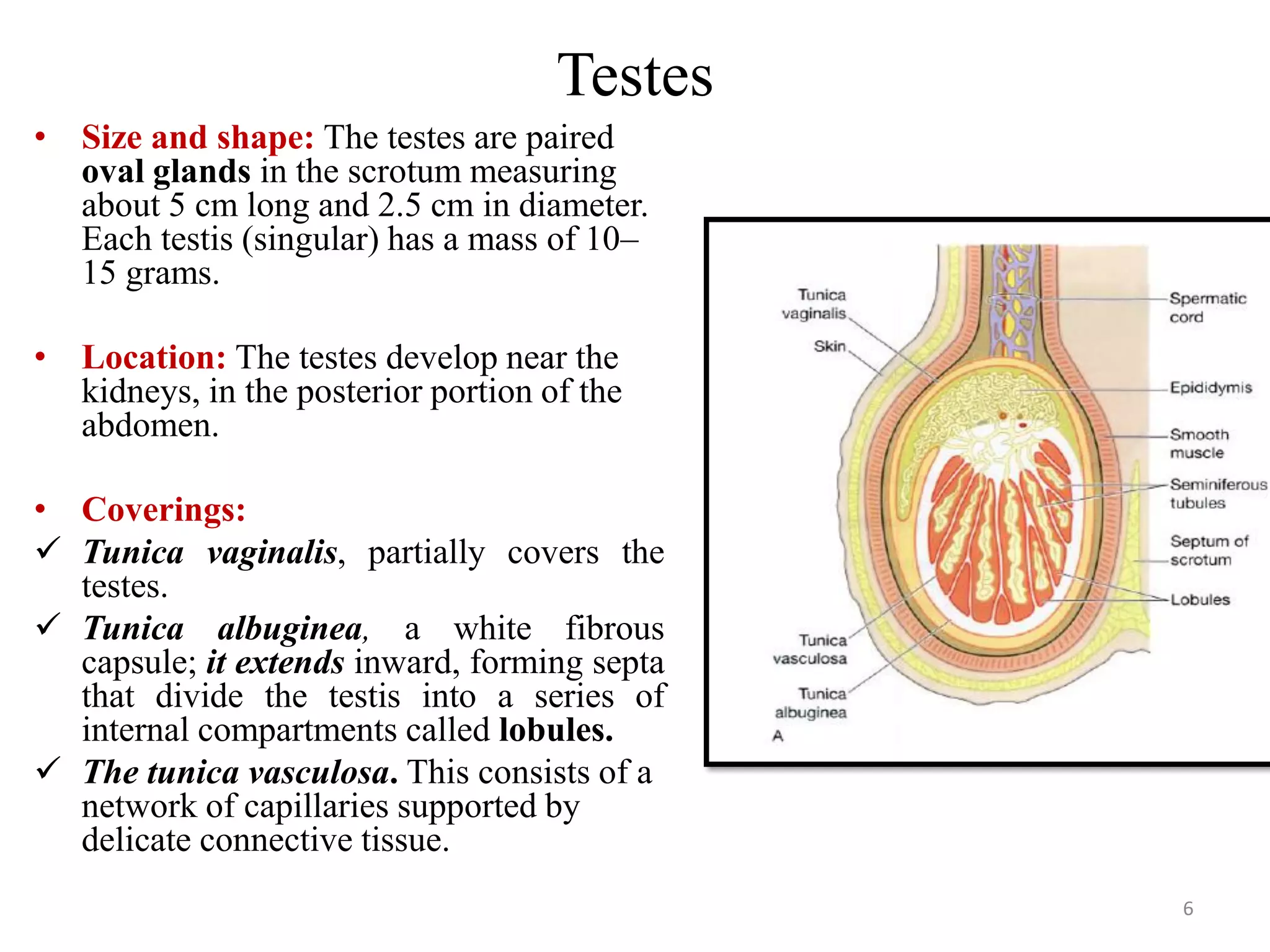 Reproductive system | PDF