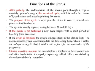 Reproductive system | PDF