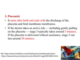 Reproductive system | PDF
