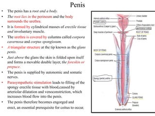 Reproductive system | PPT