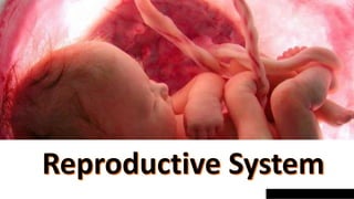 Reproductive system | PPTX | Pregnancy | Reproductive Health