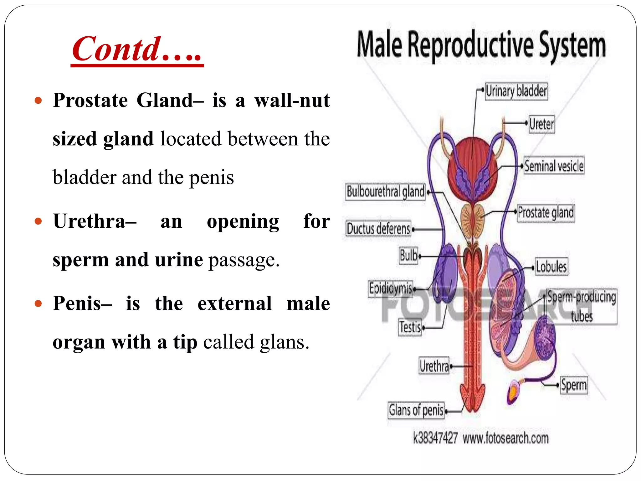 Reproductive system and its Classification | PPT