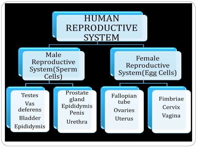 Reproductive system and its Classification | PPT